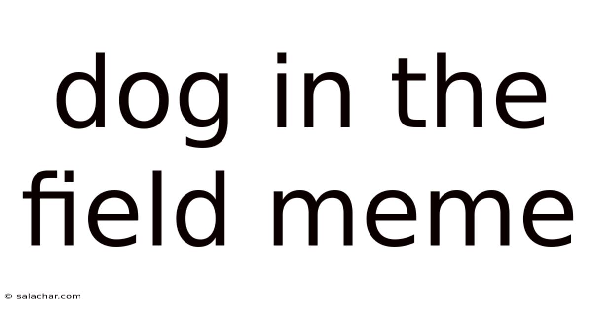 Dog In The Field Meme