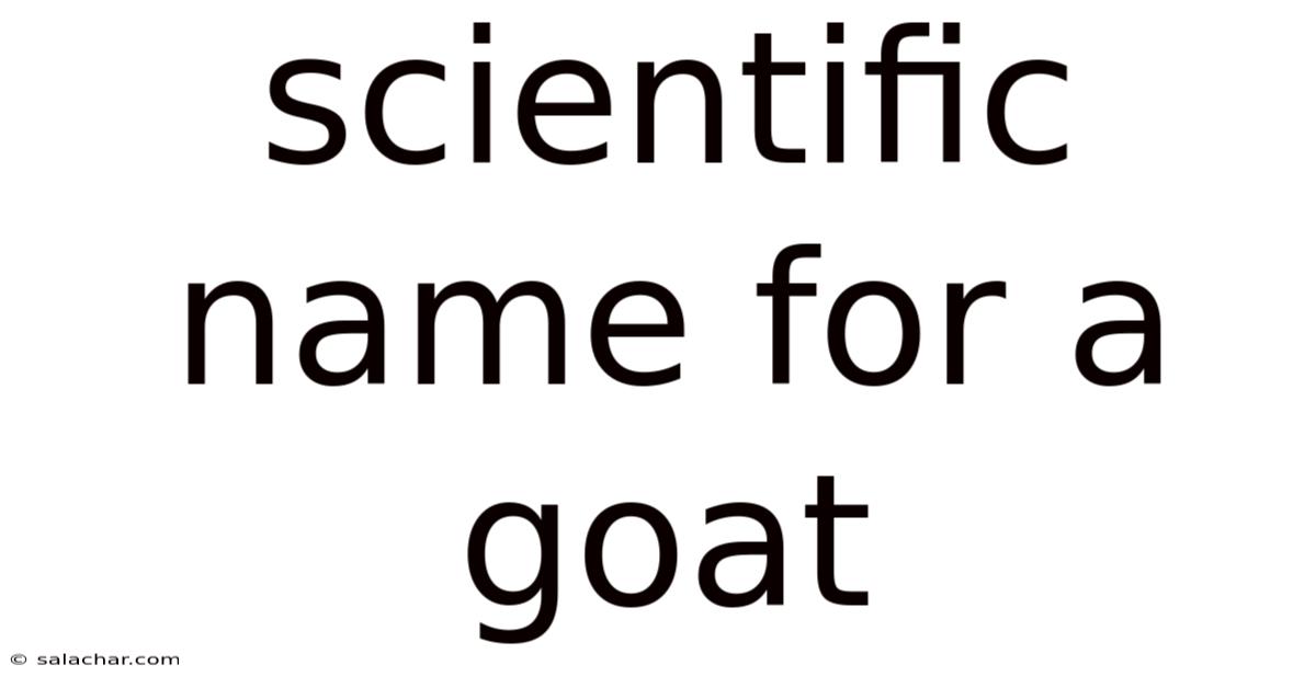 Scientific Name For A Goat